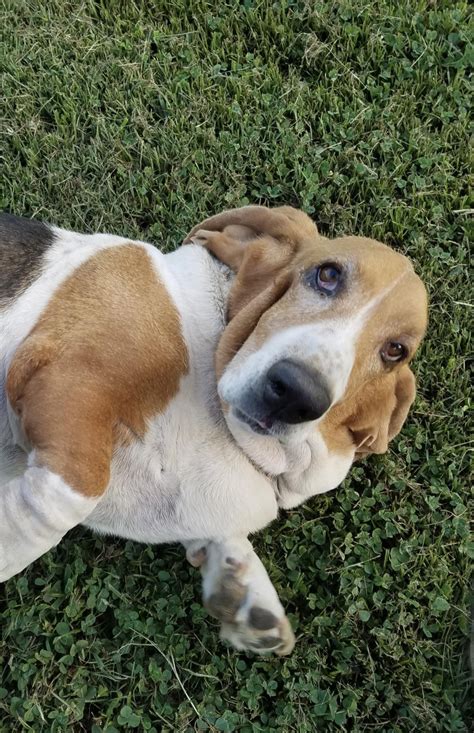 My Darlin Clementine Enjoying Her Favorite Hobby Laying Down Rbasset
