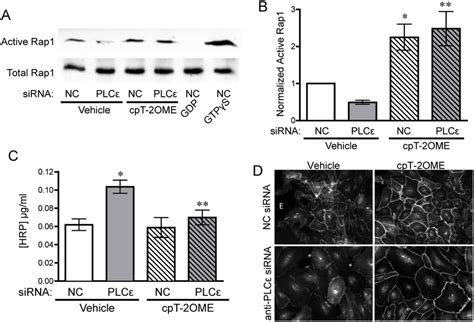 PLCε depletion leads to decreased basal Rap activity which drives Download Scientific Diagram