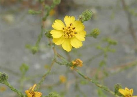 Otay Tarplant Deinandra Conjugens