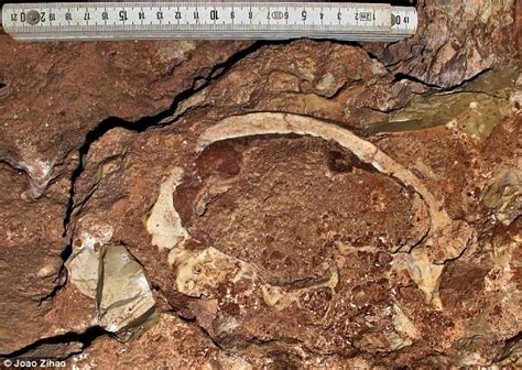 400000 Year Old Skull Of Mystery Human Ancestor Is Found Daily Mail