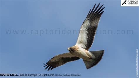 Booted Eagle Juvenile Plumage Light Morph Raptor Identification The Complete Raptors Guide