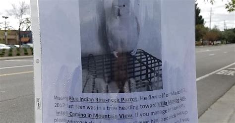 Missing Bird Album On Imgur