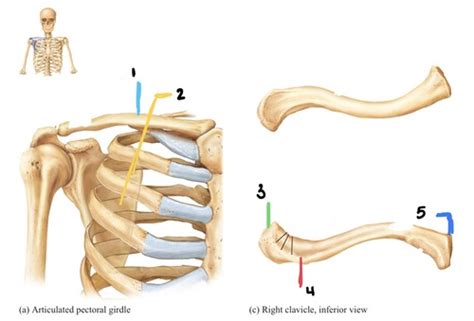 Shoulder Girdle Flashcards Quizlet