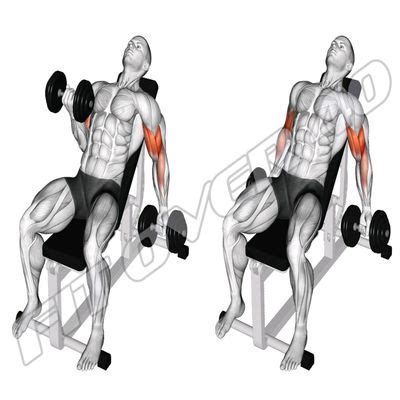 Dumbbell Alternate Biceps Curl By Ftf Jan Exercise How To Skimble