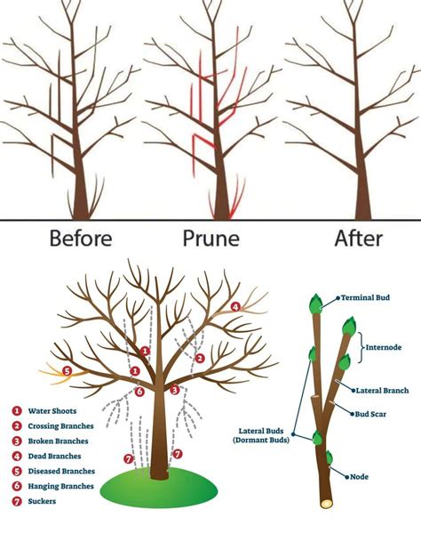 Pear Tree Pruning Made Easy A Beginners Guide
