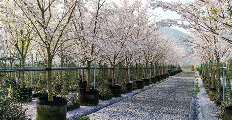 花之韵集团