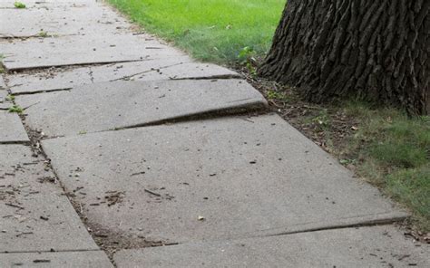 Tree Care Southern Pines Tree Service