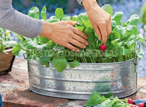 Radishes Planting And Caring Best Landscape Ideas
