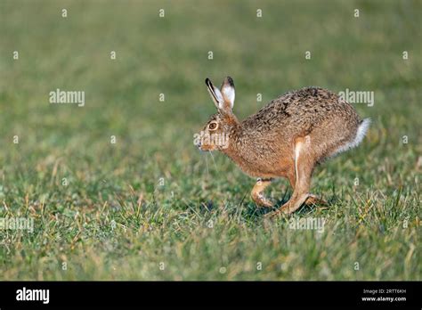 Determinedly Scampers A Male European Hare Lepus Europaeus In The