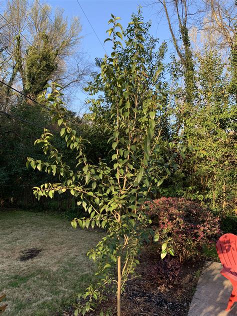 Can You ID My Tree More Pics In Comments R Landscaping