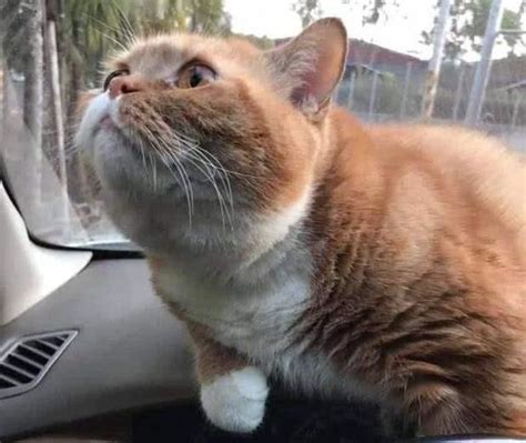 猫咪竟然也会晕车？原来是你一直没发觉！ 知乎