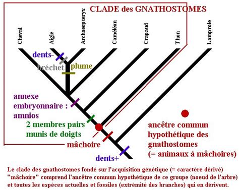 Comment construire un arbre phylogénétique