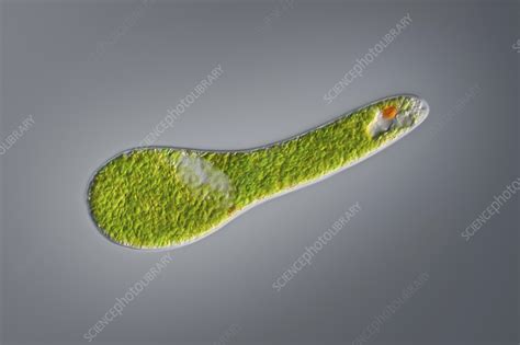 Euglena Sp Protist Light Micrograph Stock Image C056 8320 Science Photo Library
