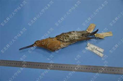 Limnodromus Semipalmatus Blyth