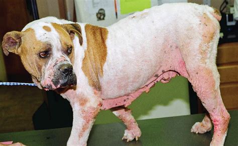 What Causes Contact Dermatitis In Dogs