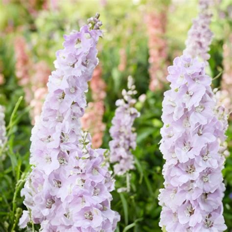 Delphinium Turkish Delight Pot Size 2l The Boma Garden Centre