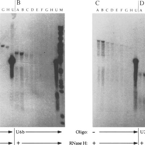 Oligonucleotide Directed Rnase H Cleavage Of Cross Linked Rnas Rna 20 Download Scientific