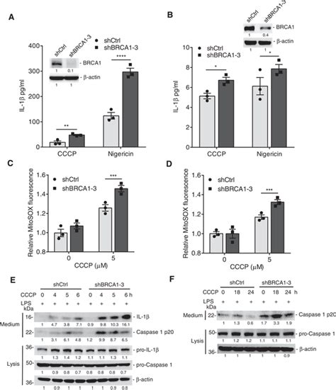 Brca1 Is Required For Stress‐induced Mitophagy A Top Pathways From