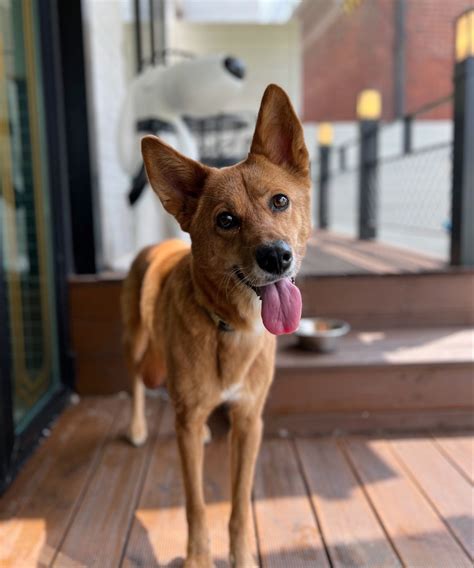 믹스견 시루 강아지 책임분양 ♥ 아이조아 유기방지입양 파양 강아지보호소 고양이보호소 무료분양센터