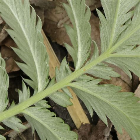 Argentina Anserina Silverweed