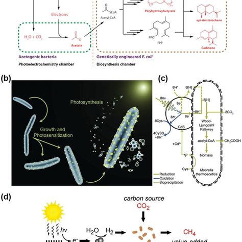 Schematics Of A Natural Photosynthesis And B Pec Co2 Reduction
