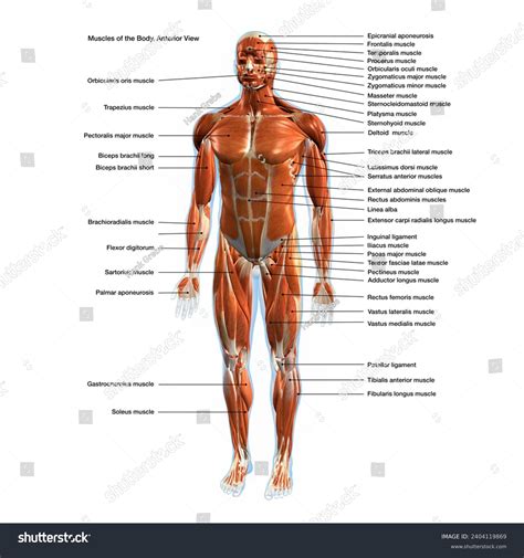 Labeled Muscles Human Body Chart Anterior Stock Illustration 2404119869