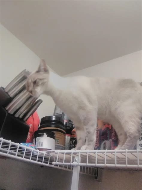 Elmo Again These Are His Rsiamesecats