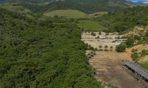 Atividades Econômicas Ilegais Ampliaram Desmatamento Na Mata Atlântica