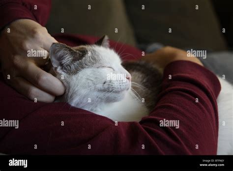 Can I Make My Cat Like Being Held At Jenenge Blog