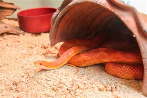 ペットとしての蛇。その入手方法や飼育方法について Peco（ペコ）