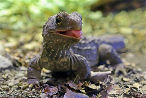 Predatory Dinosaurs Had Lizard Like Lips