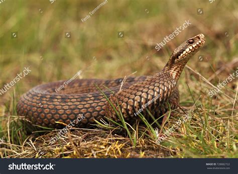 Full Body Portrait Common European Adder Stock Photo 728882722 Shutterstock