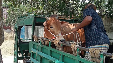 কুরবানির গরু কালেকশন চলছে ২০২৩ পশুরহাট গরুর হাট কুরবানির গরু