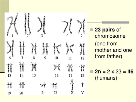 Biology12 Meiosis Terminology Ppt Download