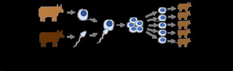 Cloning Questions And Revision Mme