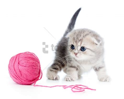 Free Download Hd Png Ball Kitten Thread White Background Wallpaper