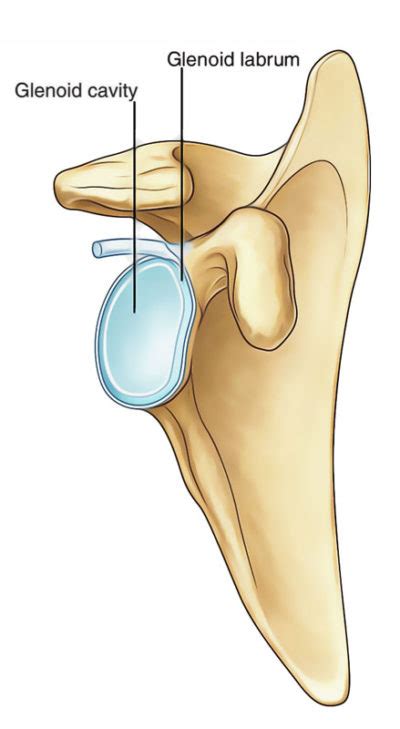 Glenoid Cavity Earths Lab