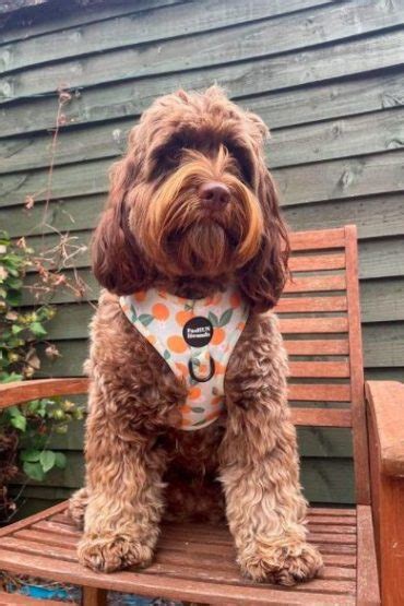 Cockapoo Generations Guide F1 F1b F1bb F2 F2b F2bb Etc