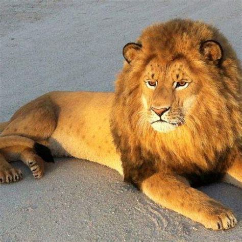 Cuban Lions