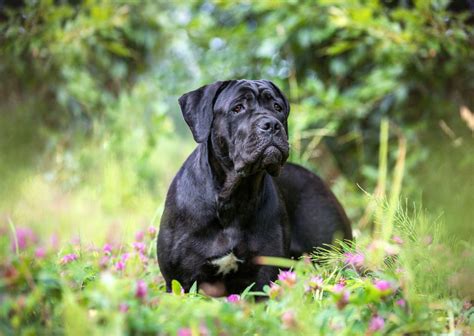 Cane Corso Full Profile History And Care Cane Corso Full Profile History And Care