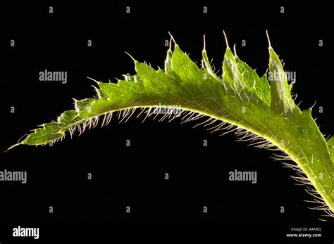 Leaf Of Corn Poppy Papaver Rhoeas Stock Photo Alamy