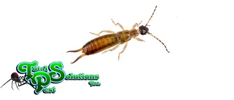 Can Earwigs Really Fly Welcome To Total Pest Solutions Inc Inc