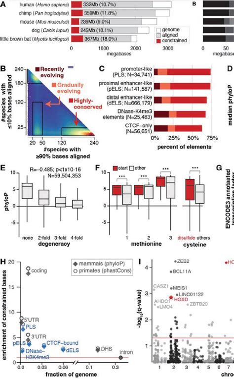 Comparing 240 Species Resolves Mammalian Constraint To Single Bases Download Scientific