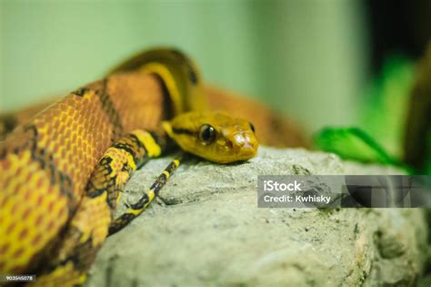 개 이빨 고양이눈 뱀 농장에서 Boiga 우산 개 이빨 고양이 뱀으로 일반적으로 알려진 후방 Fanged Colubrid 뱀