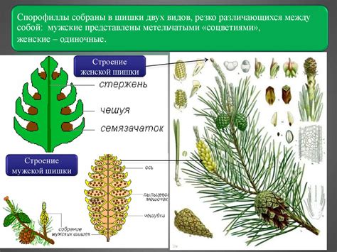 Размножение голосеменных растений презентация онлайн