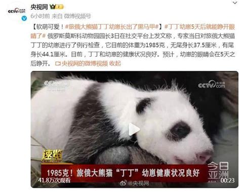 软萌可爱！旅俄大熊猫“丁丁”的幼崽长出了“黑背心”身长社交平台