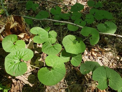 Wild Ginger Greenbelt Indigenous Botanical Survey
