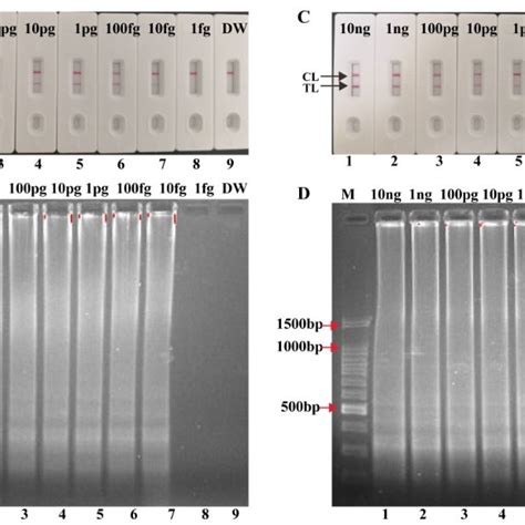 Analytical Specificity Of Multiplex Lamp Lfb Assay The Multiplex Lamp