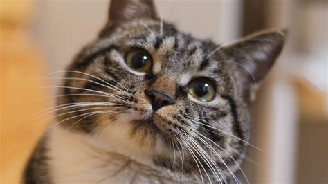 5 Raisons Surprenantes Pour Lesquelles Un Chat Entre Dans Votre Vie