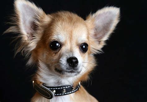 Download Adorable Chihuahua Eating A Strawberry Wallpapers Com